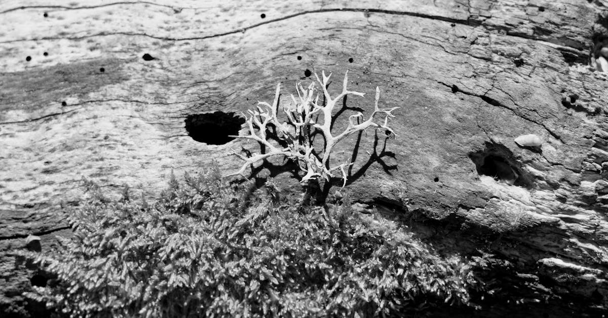 Plongez dans les conseils et actualités du groupe Soriano